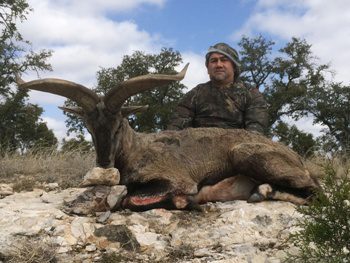 Blue Sheep Hunt - Texas Hunt Lodge