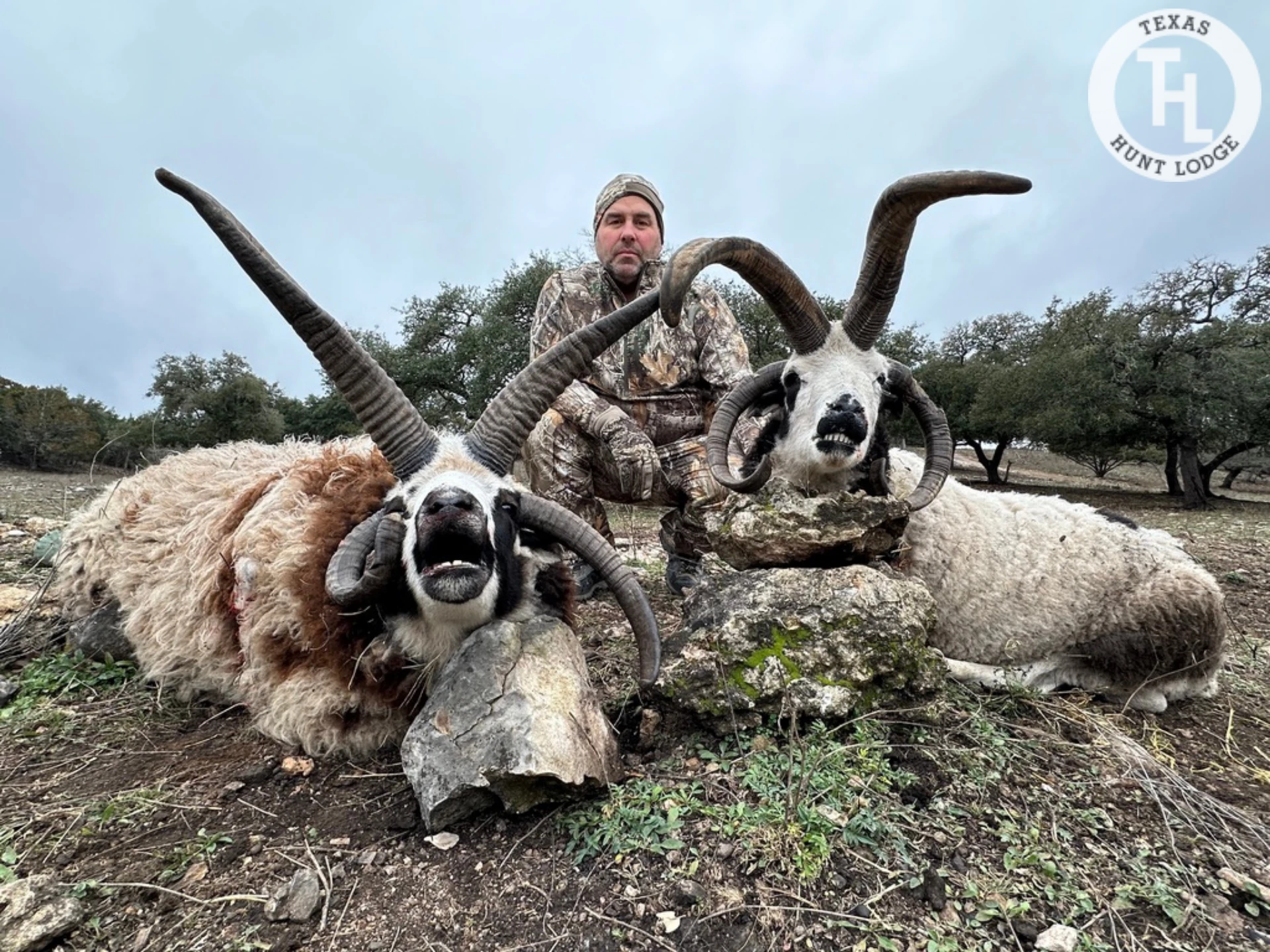 Texas Four Horn Jacob Sheep Hunt - Texas Hunt Lodge