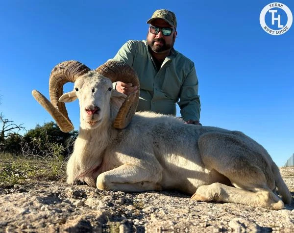 Texas Dall Sheep Hunt - Texas Hunt Lodge