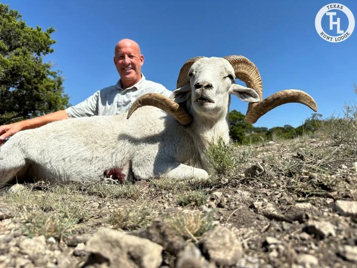 Texas Dall Sheep Hunt - Texas Hunt Lodge