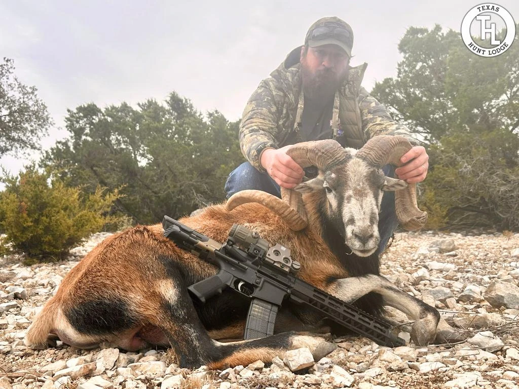 Corsican Ram Hunt - Texas Hunt Lodge