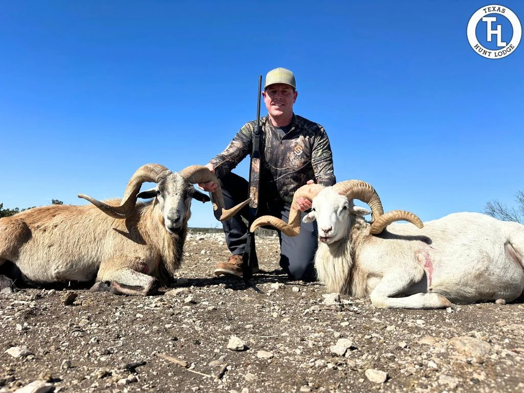Texas Dall Sheep Hunt - Texas Hunt Lodge
